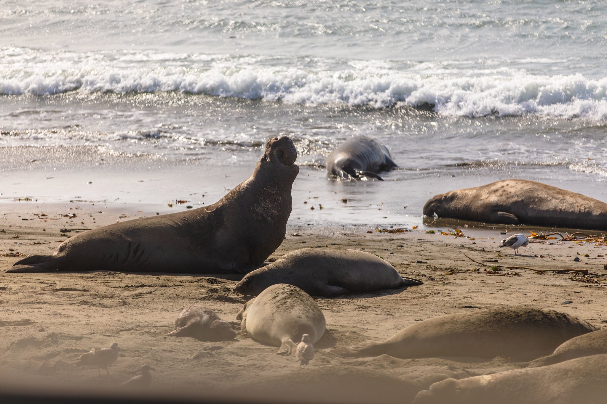 Galumphing - Visit San Simeon